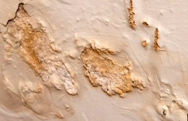 Housing Disrepair Claims and Damp: What You Need to Know - 360 Law ...