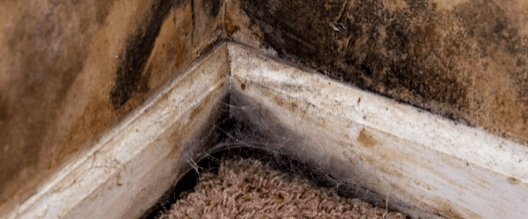 Housing Disrepair Claims and Damp: What You Need to Know - 360 Law ...